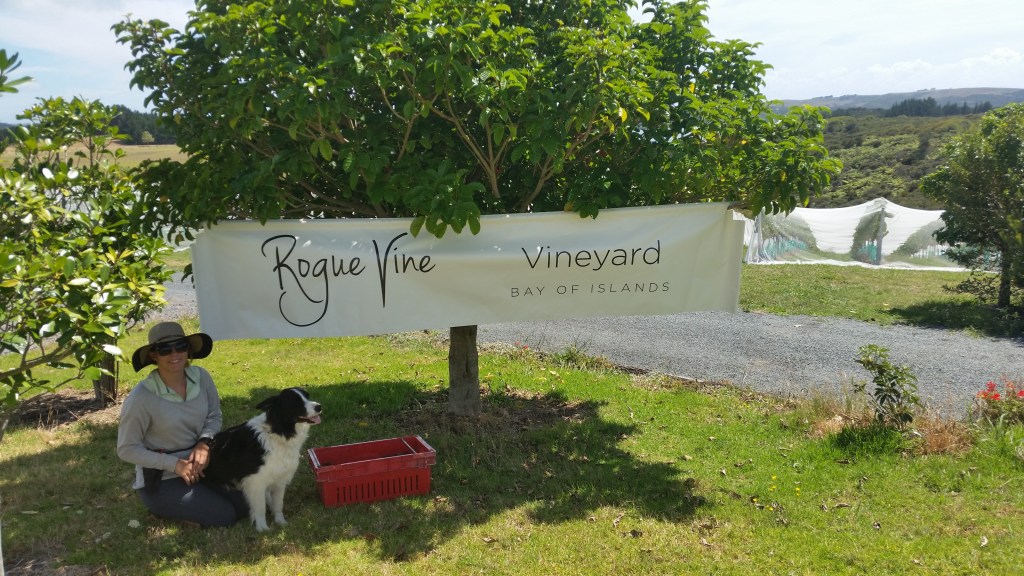 Rogue Vine Vineyard – Rogue Vine Vineyard