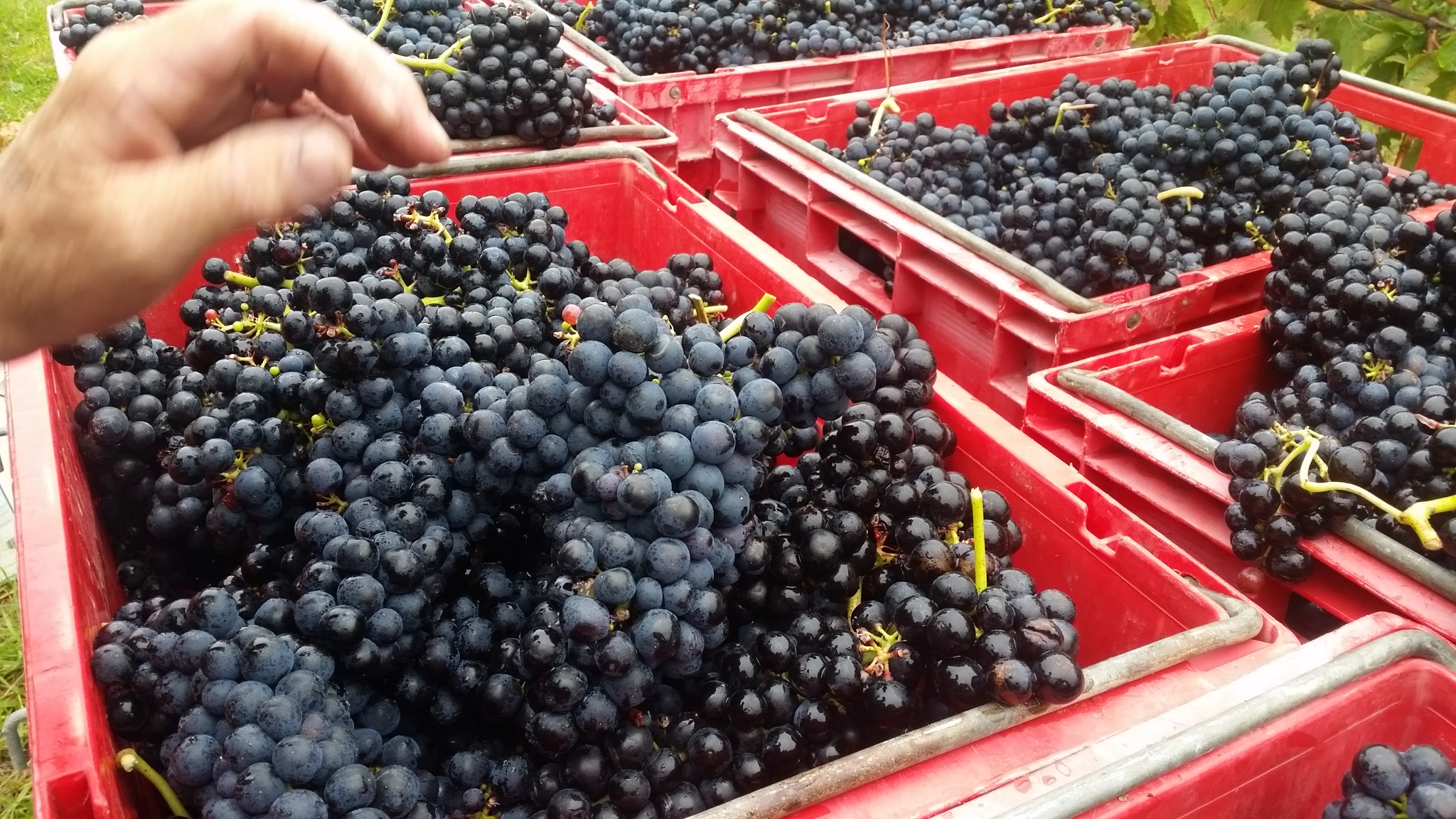 Rogue Vine Vineyard – Rogue Vine Vineyard